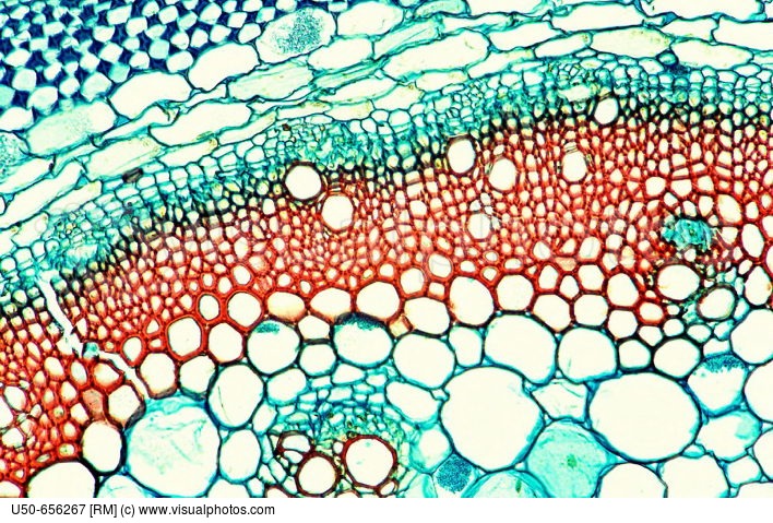 RANGKUMAN JARINGAN TUMBUHAN - MAHKOTA SAINS