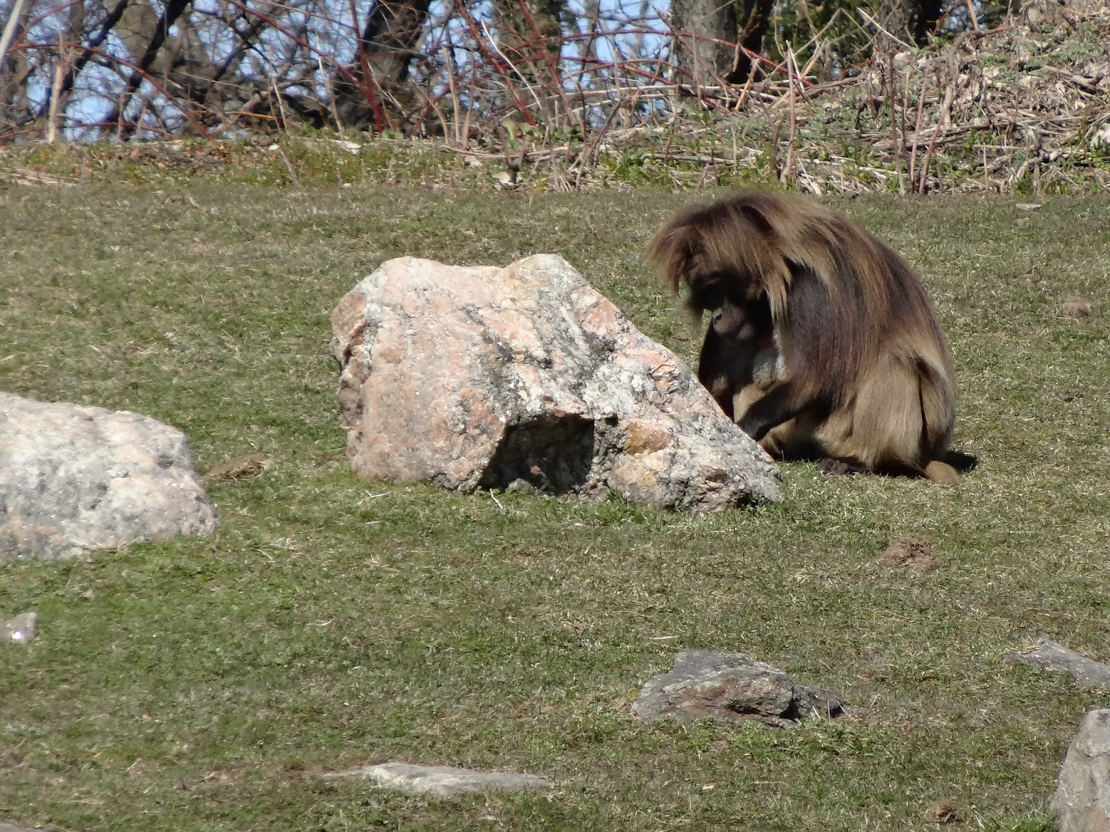 Stu @ the Zoo: Bronx Zoo - New York City
