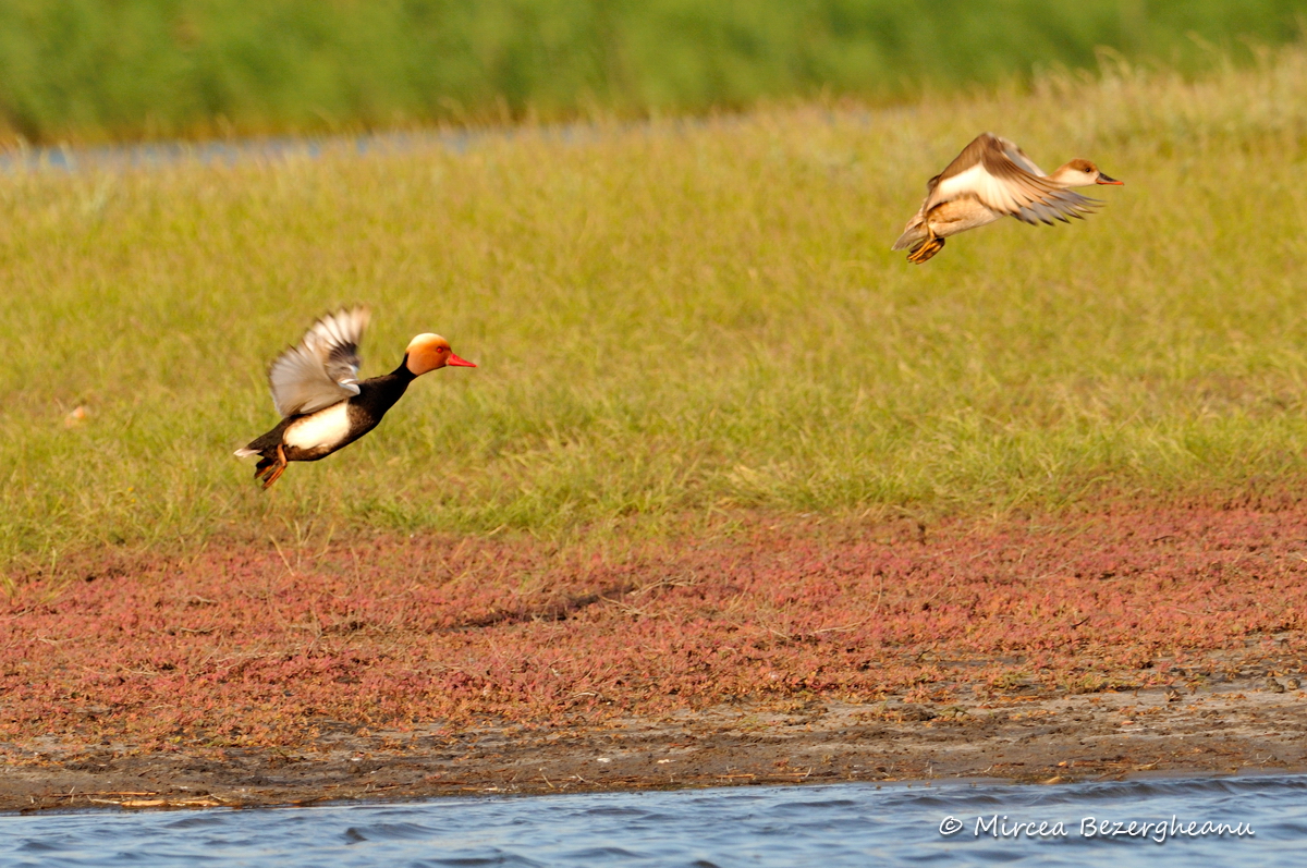 Sa vorbim despre Rațe