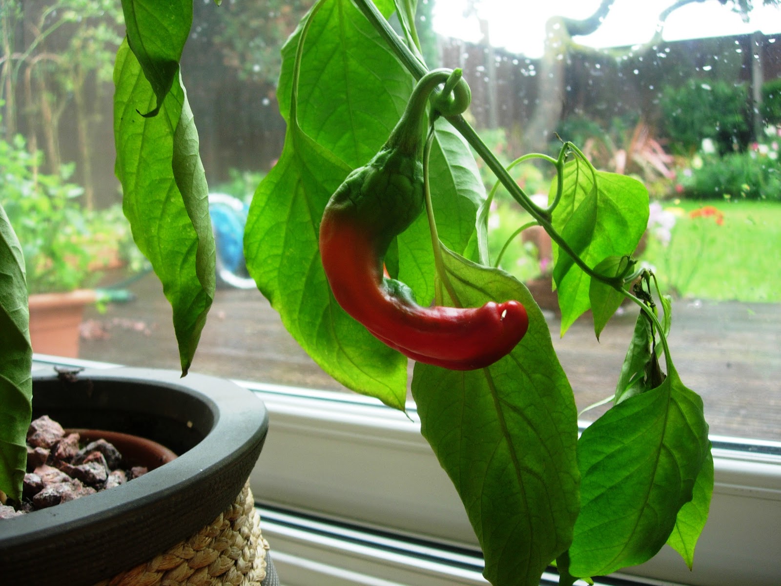 Chilli Pepper Heaven:: Pictures of Chilli Plants I have Grown