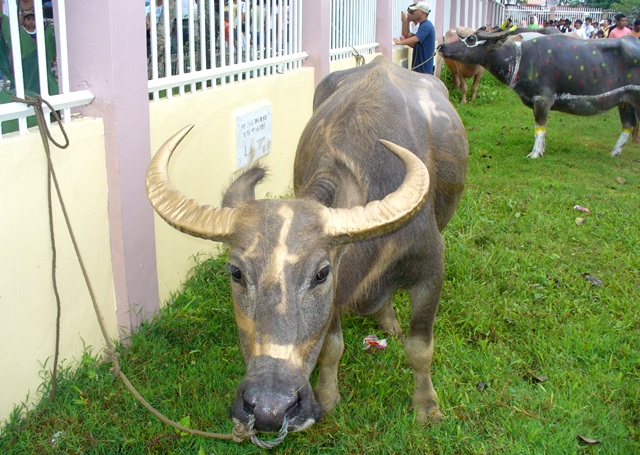 mybeautifulILOILO: 41st Carabao-Carroza in Pavia