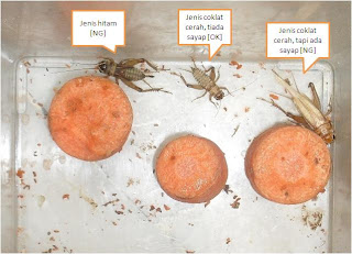 My Tokek: Cengkerik makanan kegemaran MyTokek