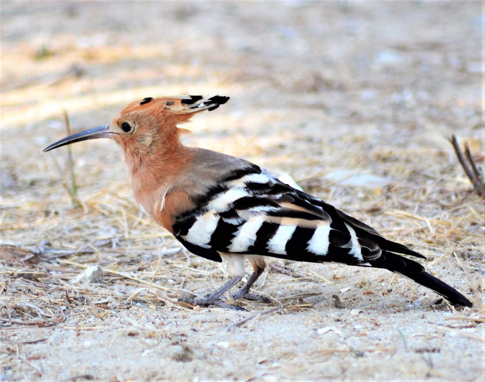 Imagens da vida animal: Poupa (Upupa epops)
