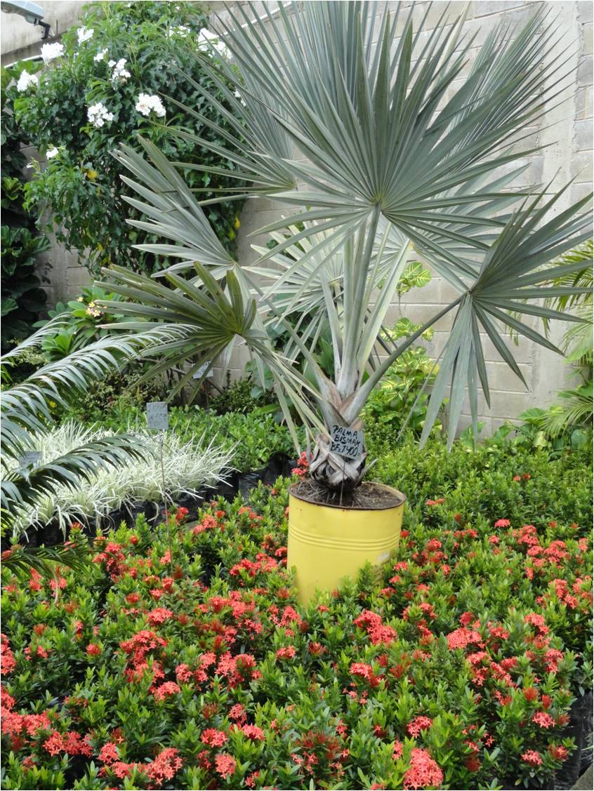 La Doctora De Las Plantas: Qué es el mulch. Jardines con mulch en la ...