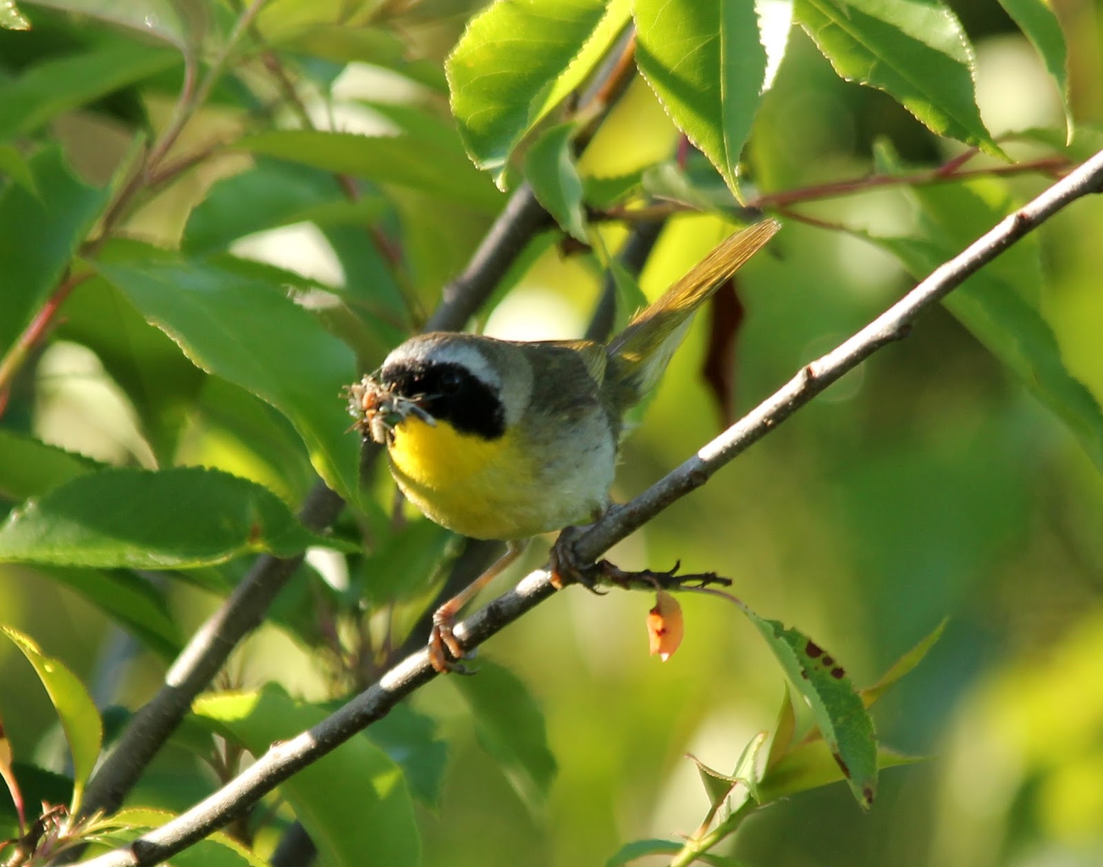 Here and There: Day 184 - 2nd July 2016 - Yellow Warbler, American ...