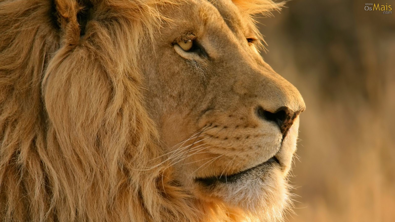 Leão Fotos e imagens - Imagens de Animais