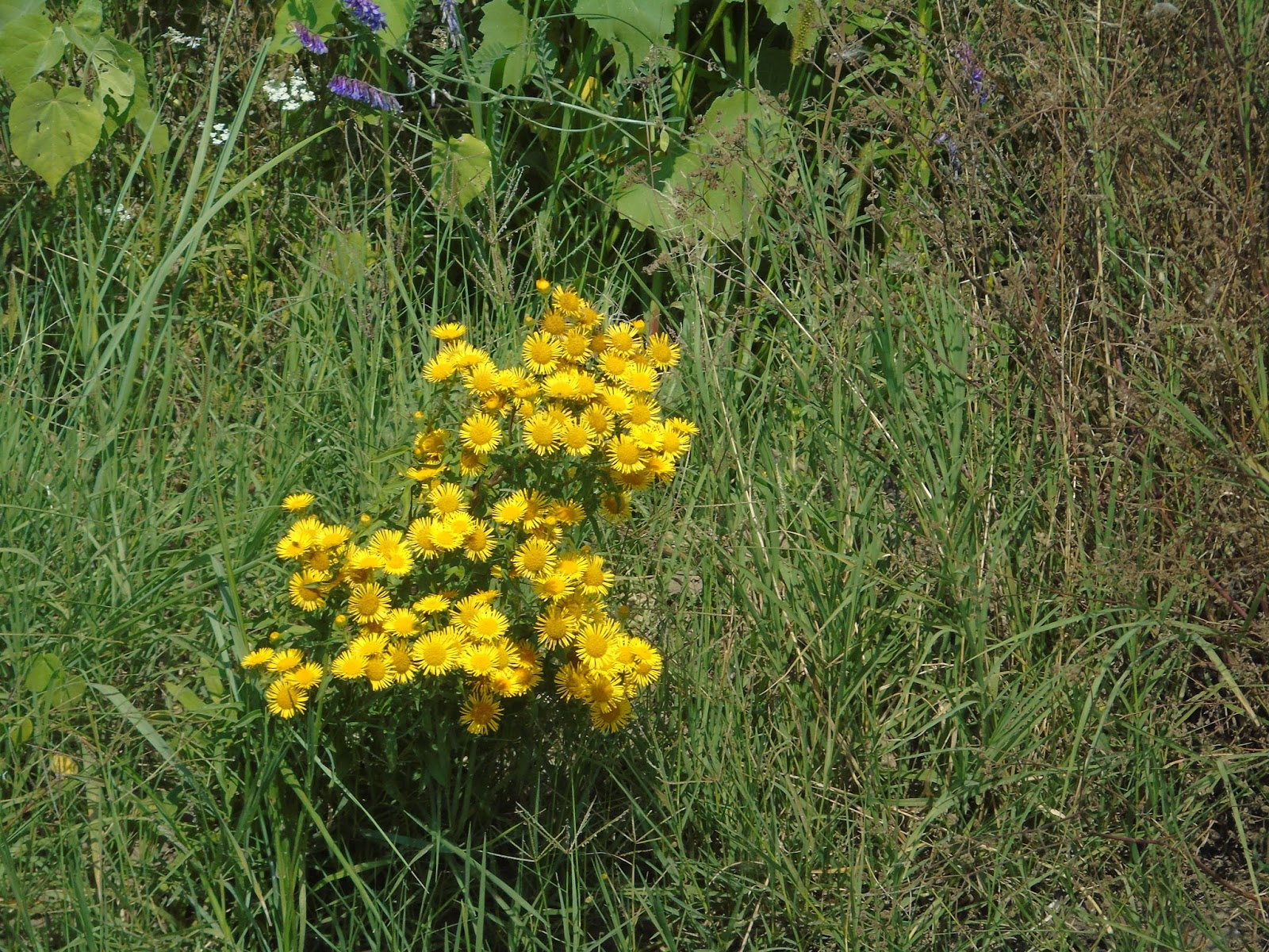 PASARI DIN ROMANIA: VRABIE NEGRICIOASA, Passer hispaniolensis