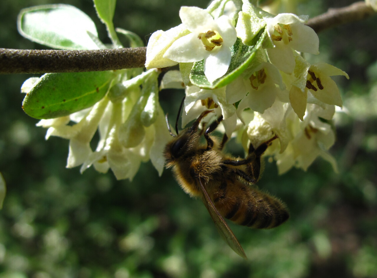 The Joyce Road Neighborhood: Wildflowers and Bees