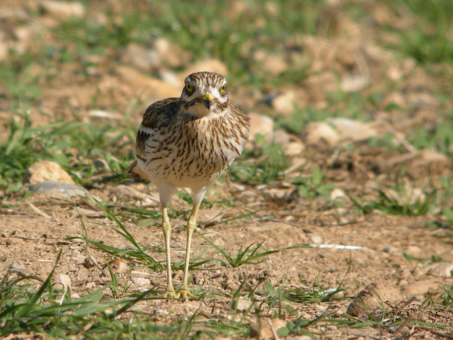 Cuaderno de campo: Alcaraván común