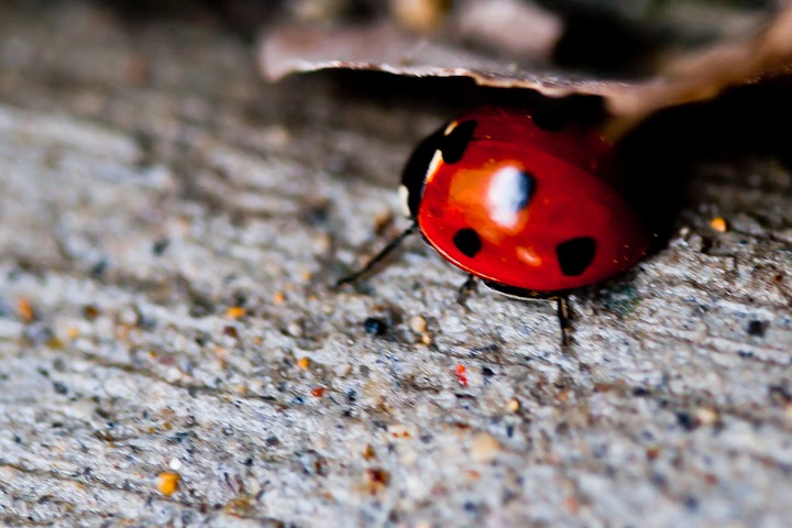 Carla Dyck Photography: Ladybug on a Winter Day in Winnipeg
