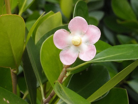 Gal Goraka Or Otograph Tree Spreading In Upcountry of Sri Lanka | Sri ...