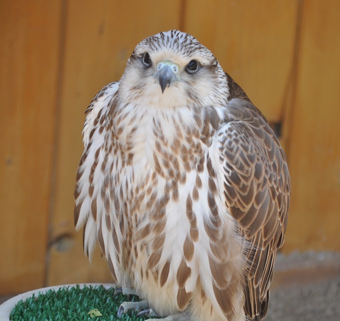 ZOOTOGRAFIANDO (6.100 ANIMALS): HALCÓN SACRE / SAKER FALCON (Falco cherrug)