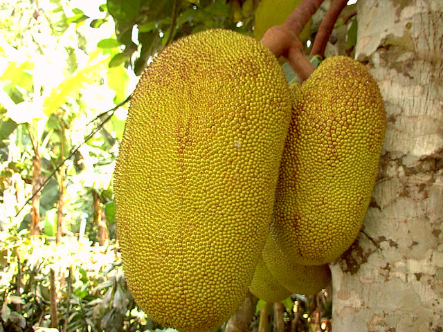 Jaca (Artocarpus integrifolia)