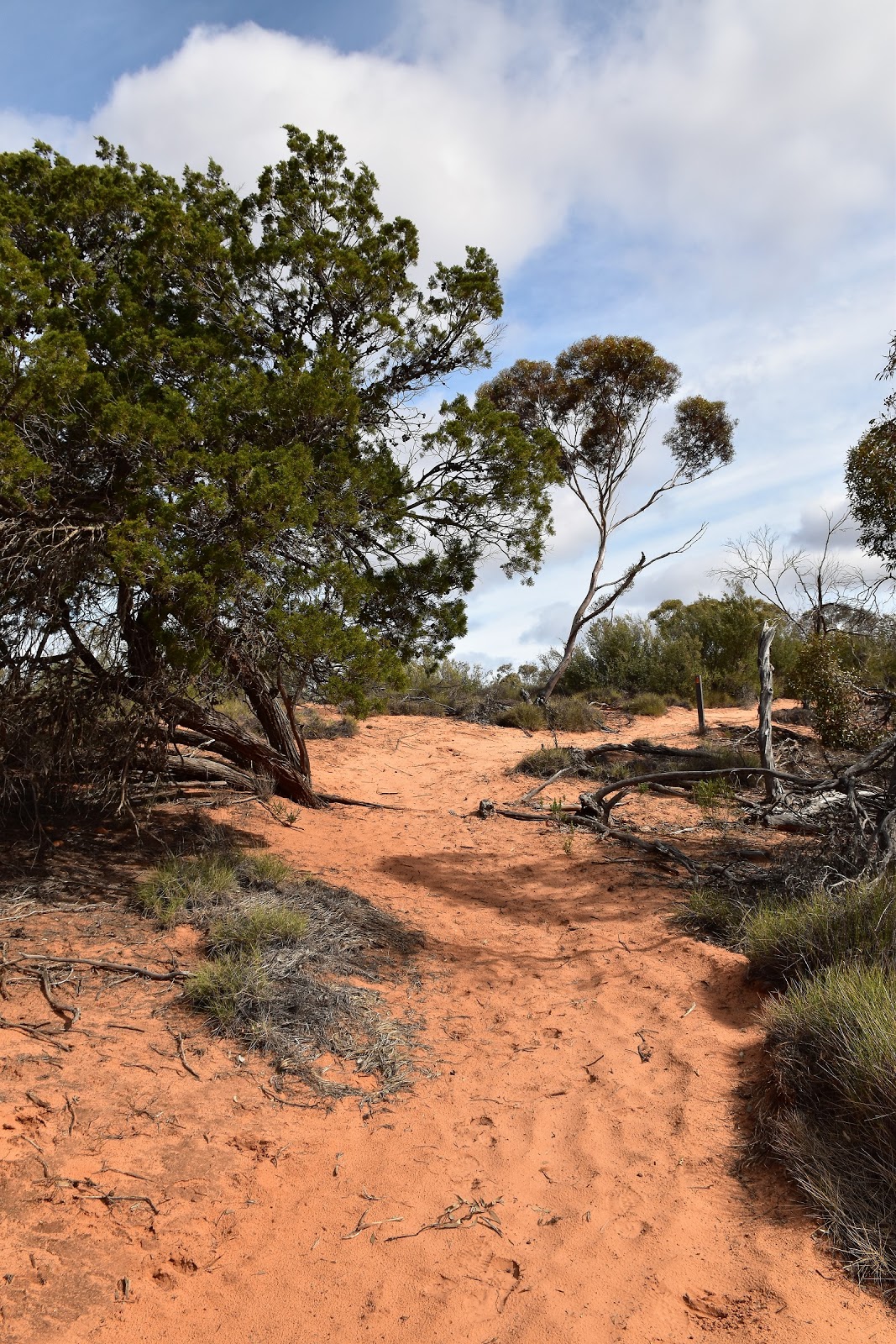 Goin' Feral One Day At A Time: Warepil Lookout Circuit, Hattah-Kulkyne ...