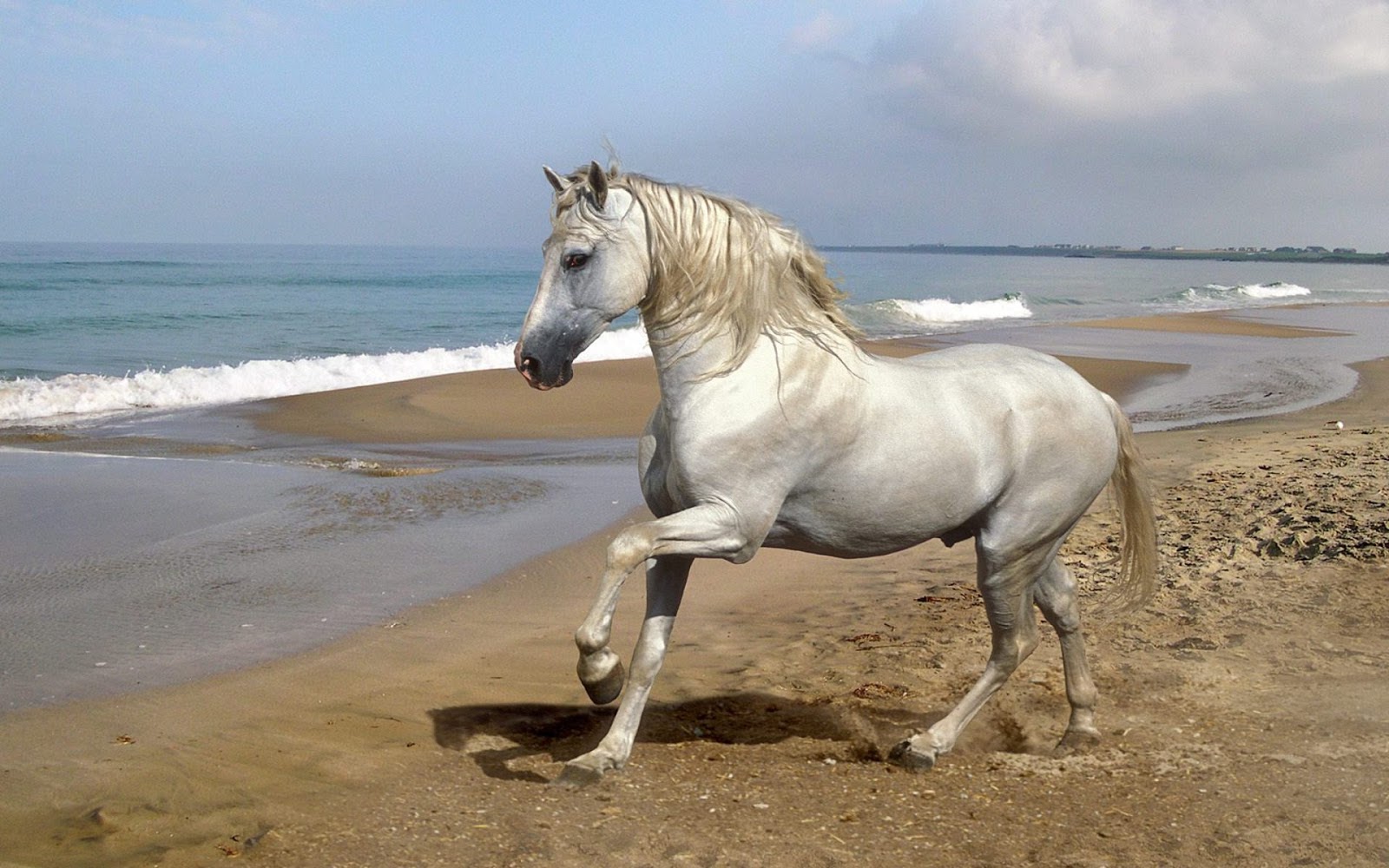 IMAGENES DE CABALLOS: IMAGEN DE CABALLO BLANCO EN LA PLAYA