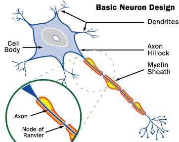 Fungsi Neuron