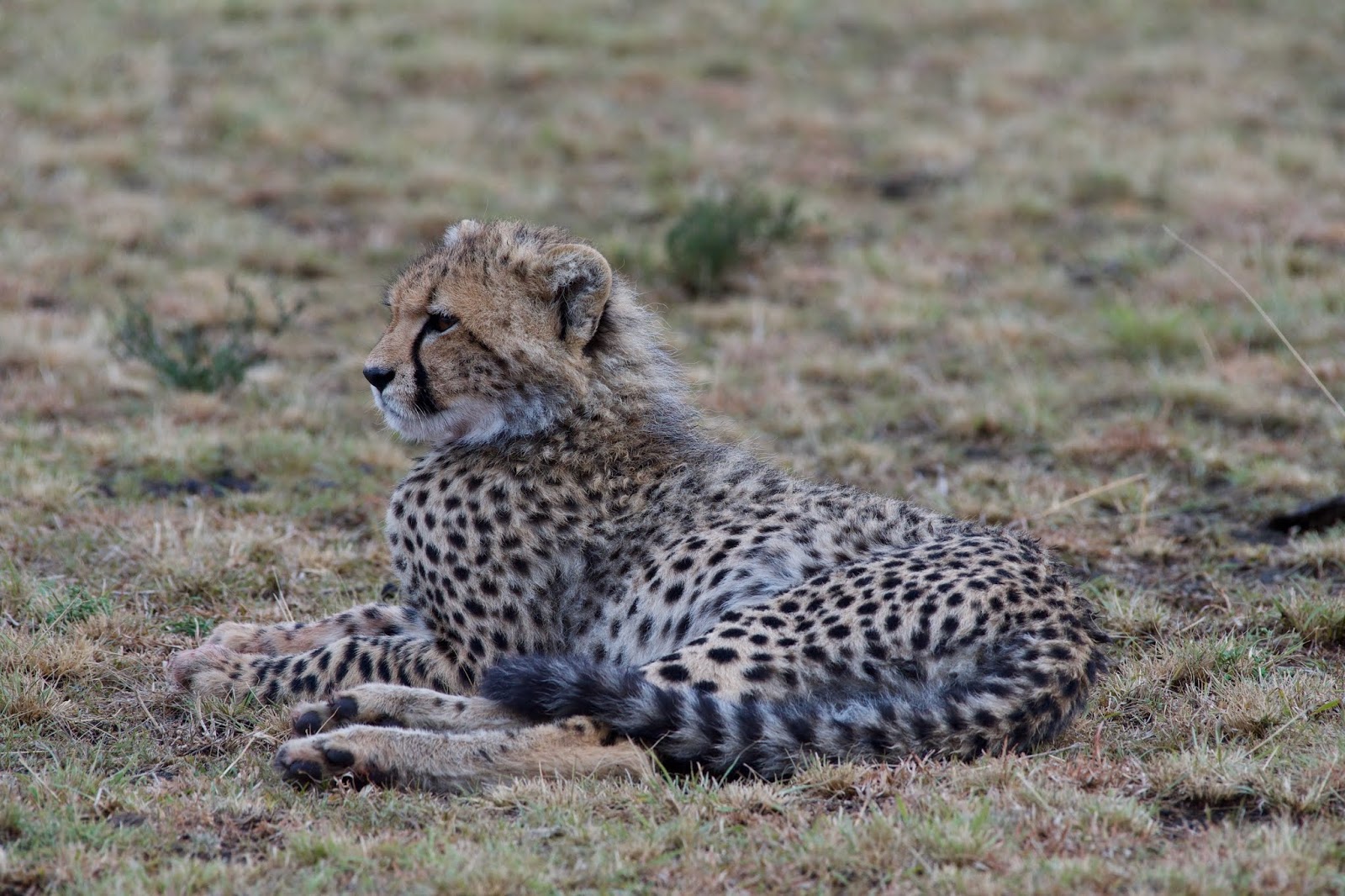 Naturfoto Einar Hugnes: Kenya 1: Leopard og gepard allerede første dag!