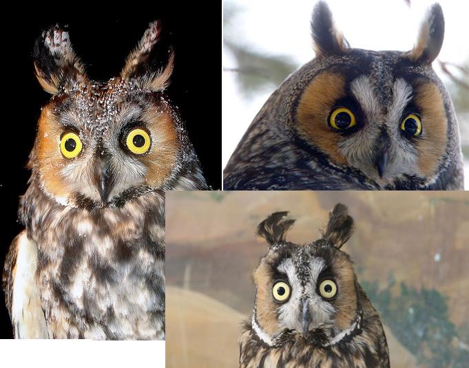 The Owl's Perch: Owl of the Week: Long-Eared Owl