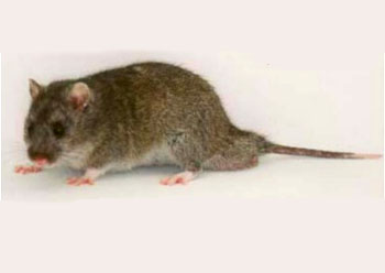 Greater Long-tailed Hamster