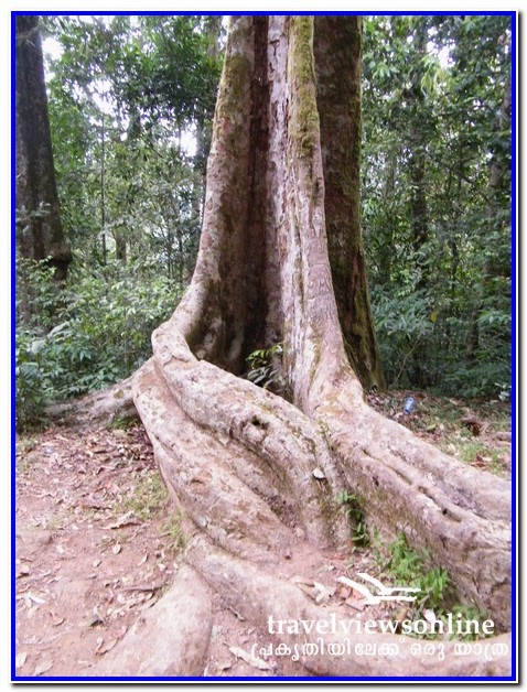 പ്രകൃതിയിലേക്ക് ഒരു യാത്ര (a travel towards NATURE): PULLUMEDU a unique ...