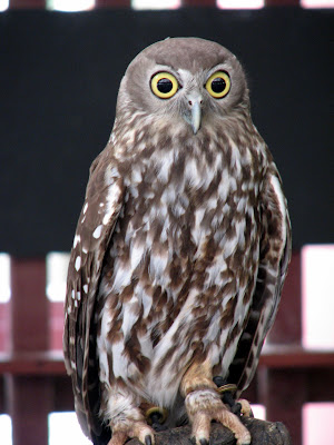 Native Animal Photography