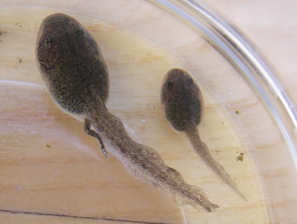 Dnevnik male žabice