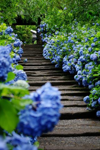 Hydrangea Hill Cottage: Blue Hydrangea Gardens