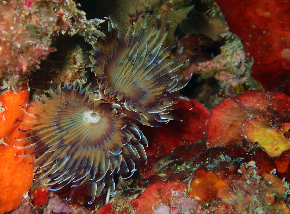 Ces vers qui ont du panache!