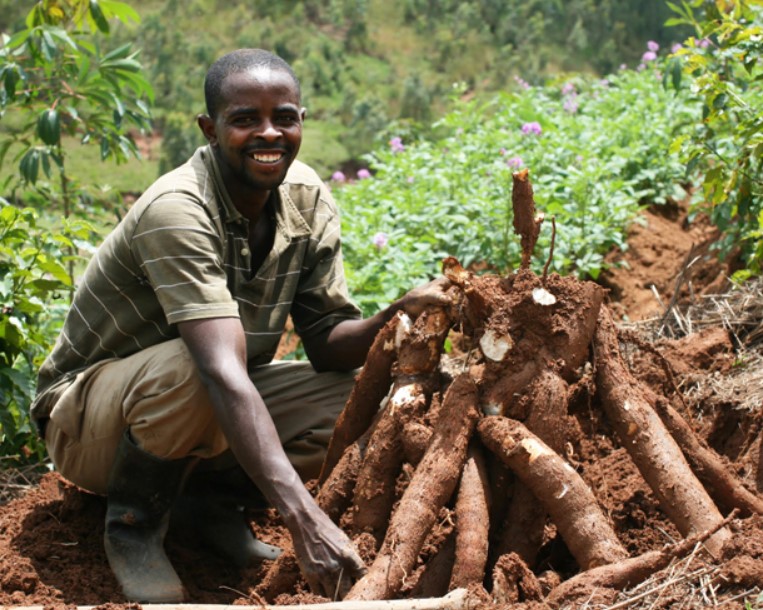 Cassarev involves local farmers in Nigerian cassava-to-ethanol project