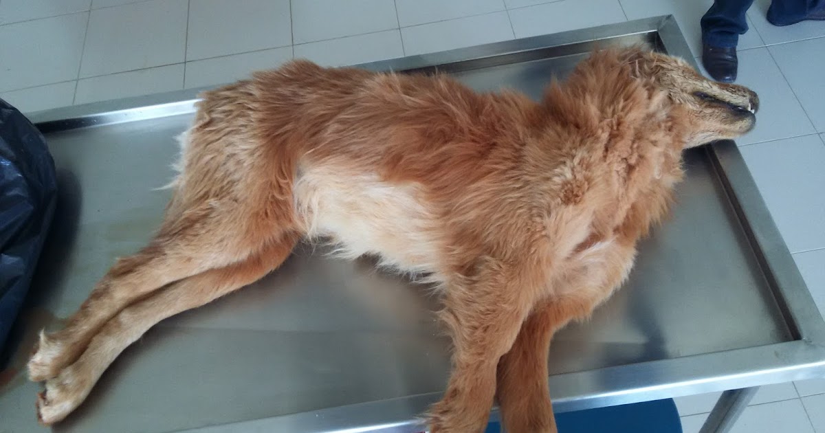 Patologia Veterinária: Botulismo em um cão labrador