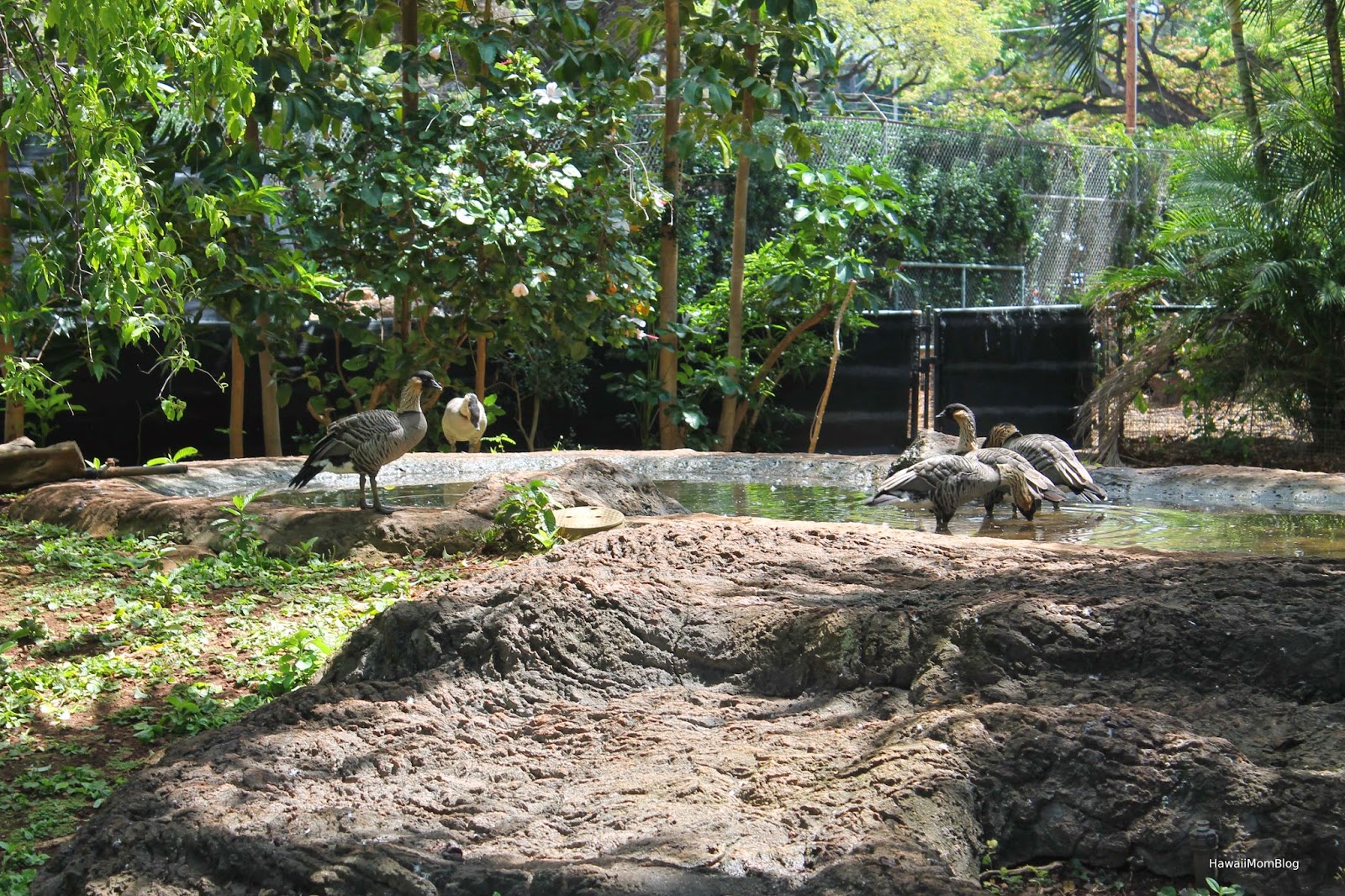 Hawaii Mom Blog: Visit Oahu: Honolulu Zoo