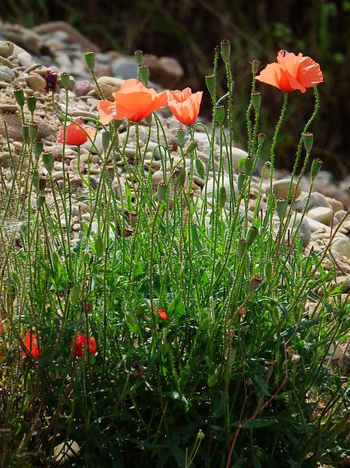 Plants, insects and animals: Common poppy