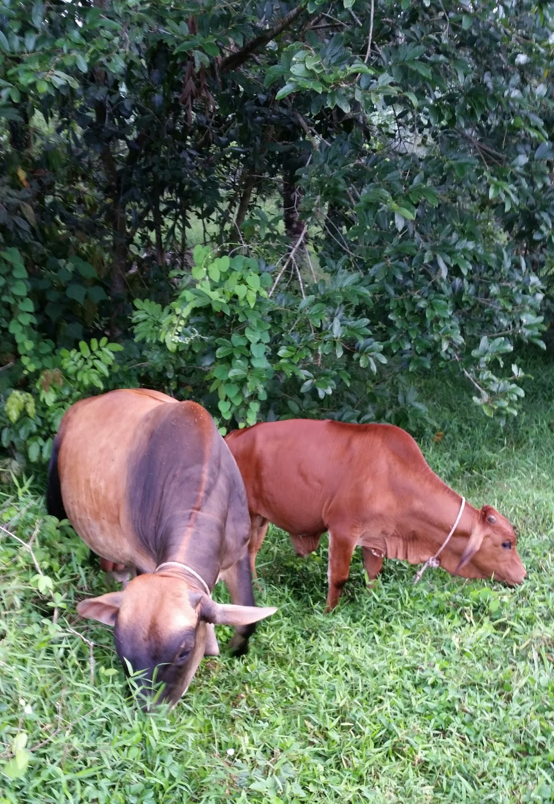Warisan Petani: Ternakan Lembu 10 : Anak-anak Lembu.
