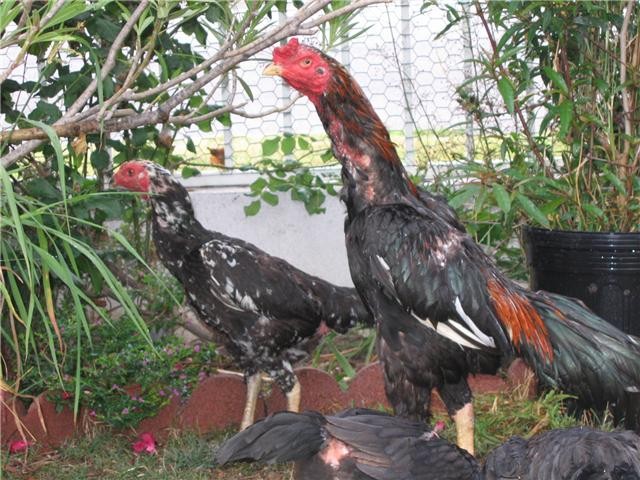 KING GHAZI: Indian Asil