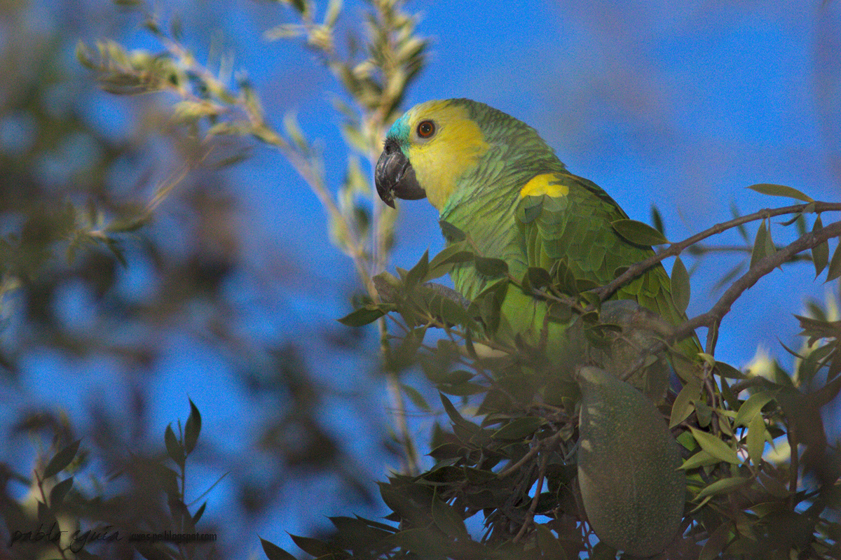 mis fotos de aves: Amazona aestiva Loro Hablador Turquoise-fronted Amazon