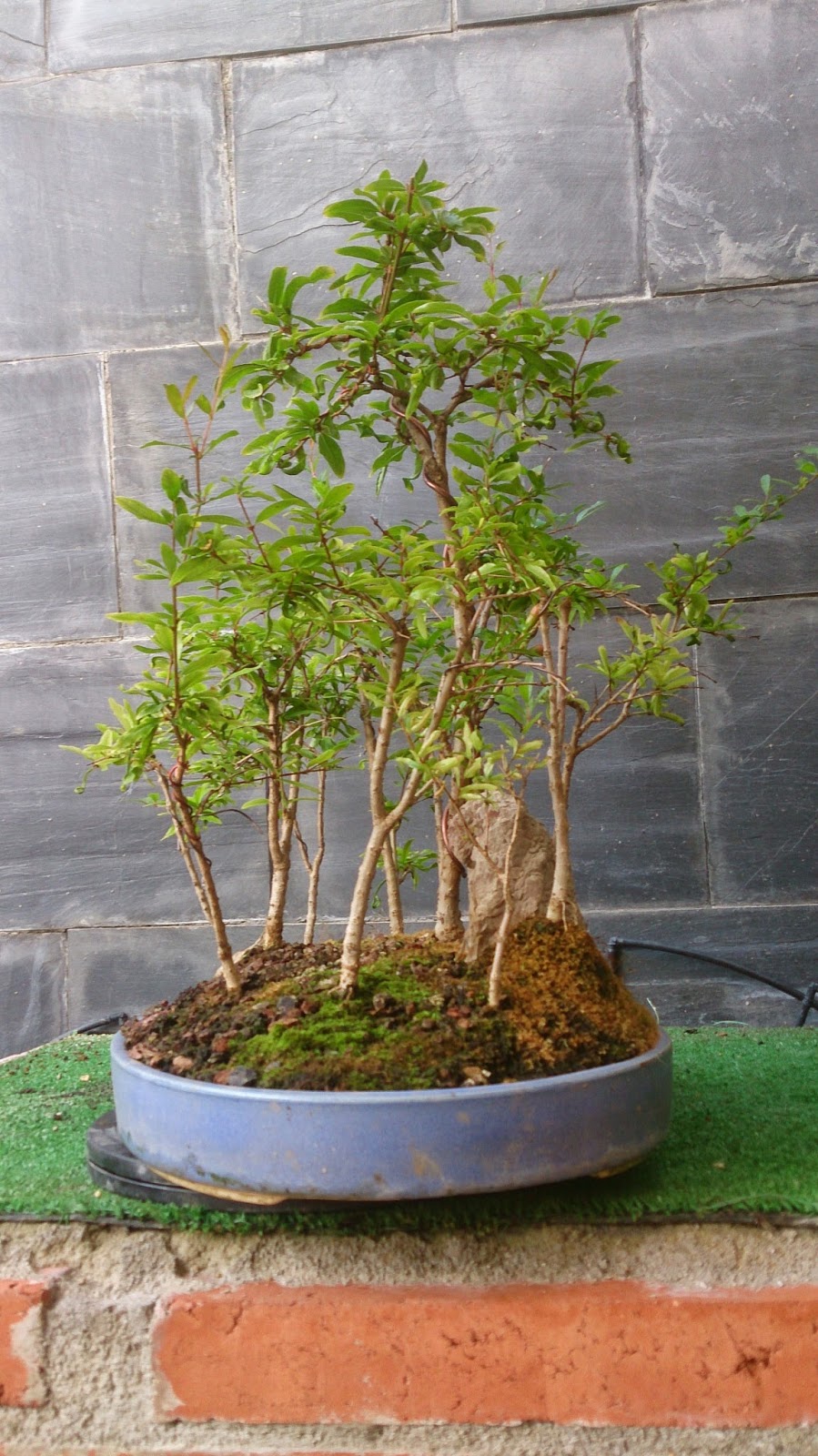 EXPRÉSION BONSÁI .....: Bosque de Granados Nana : No Quiere crecer