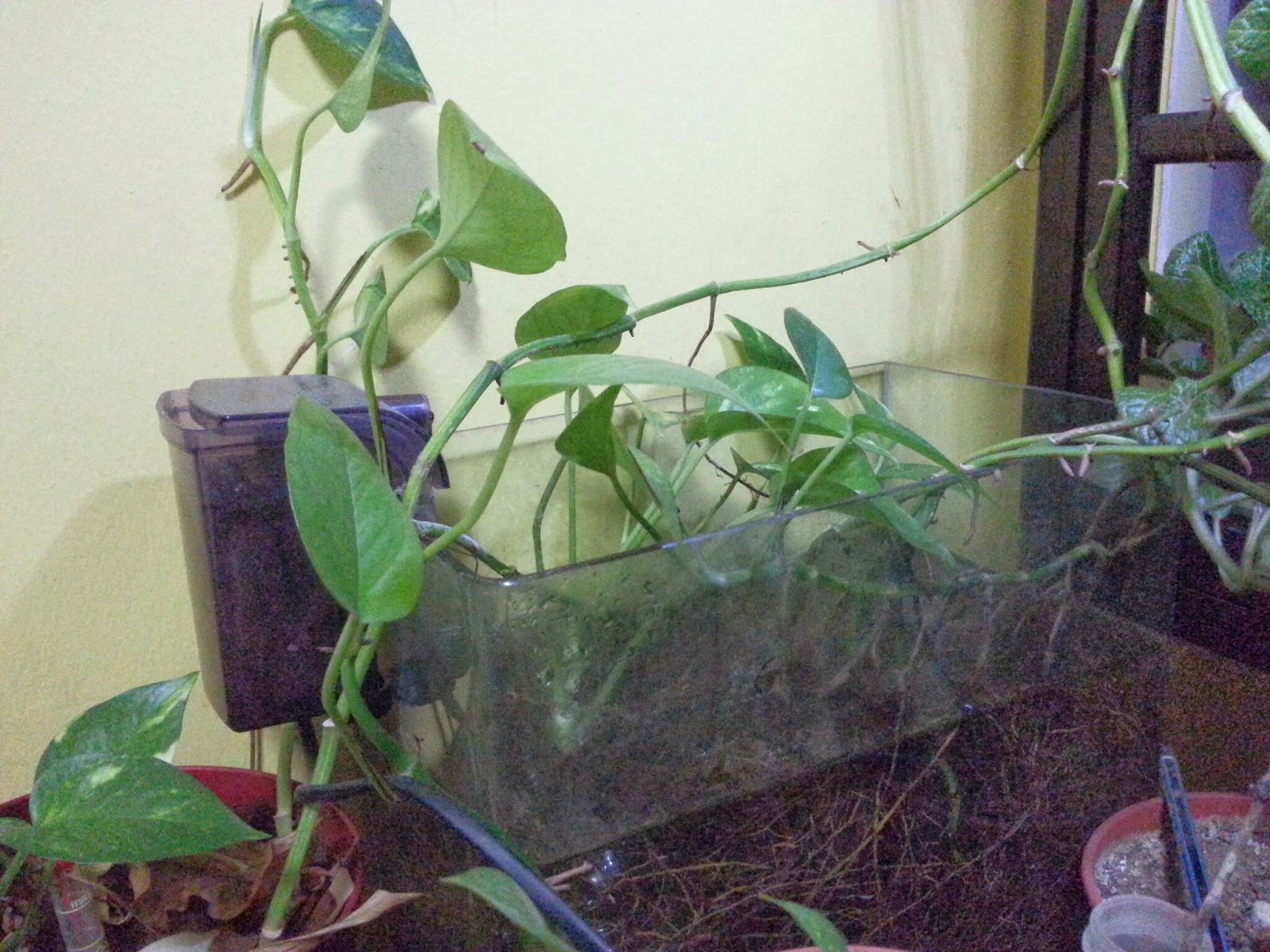 WiNd-AgE: Epipremnum Aureum, Pothos - Fish-less Tank