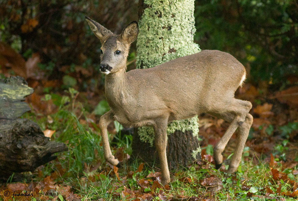 Entre alpinas y marinas.: Corzo en casa.