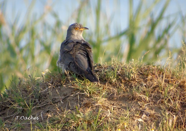 PASARI DIN ROMANIA: CUCUL (1), Cuculus canorus