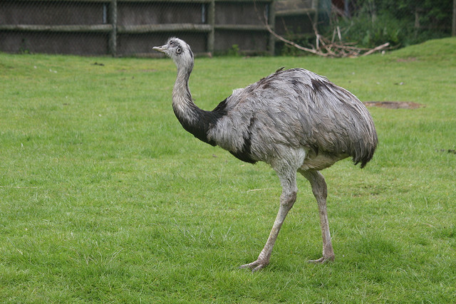 Common Rhea