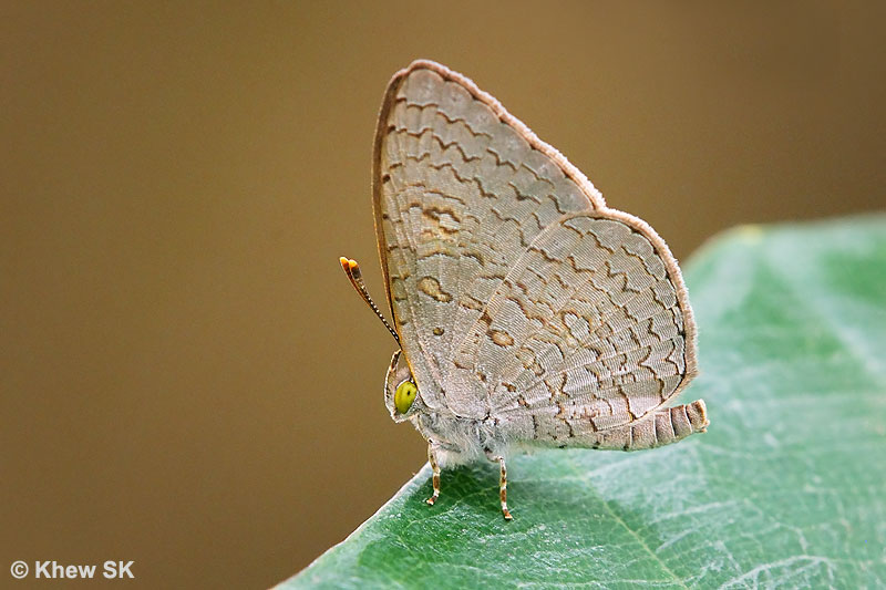 Butterflies of Singapore: Butterfly of the Month - October 2011
