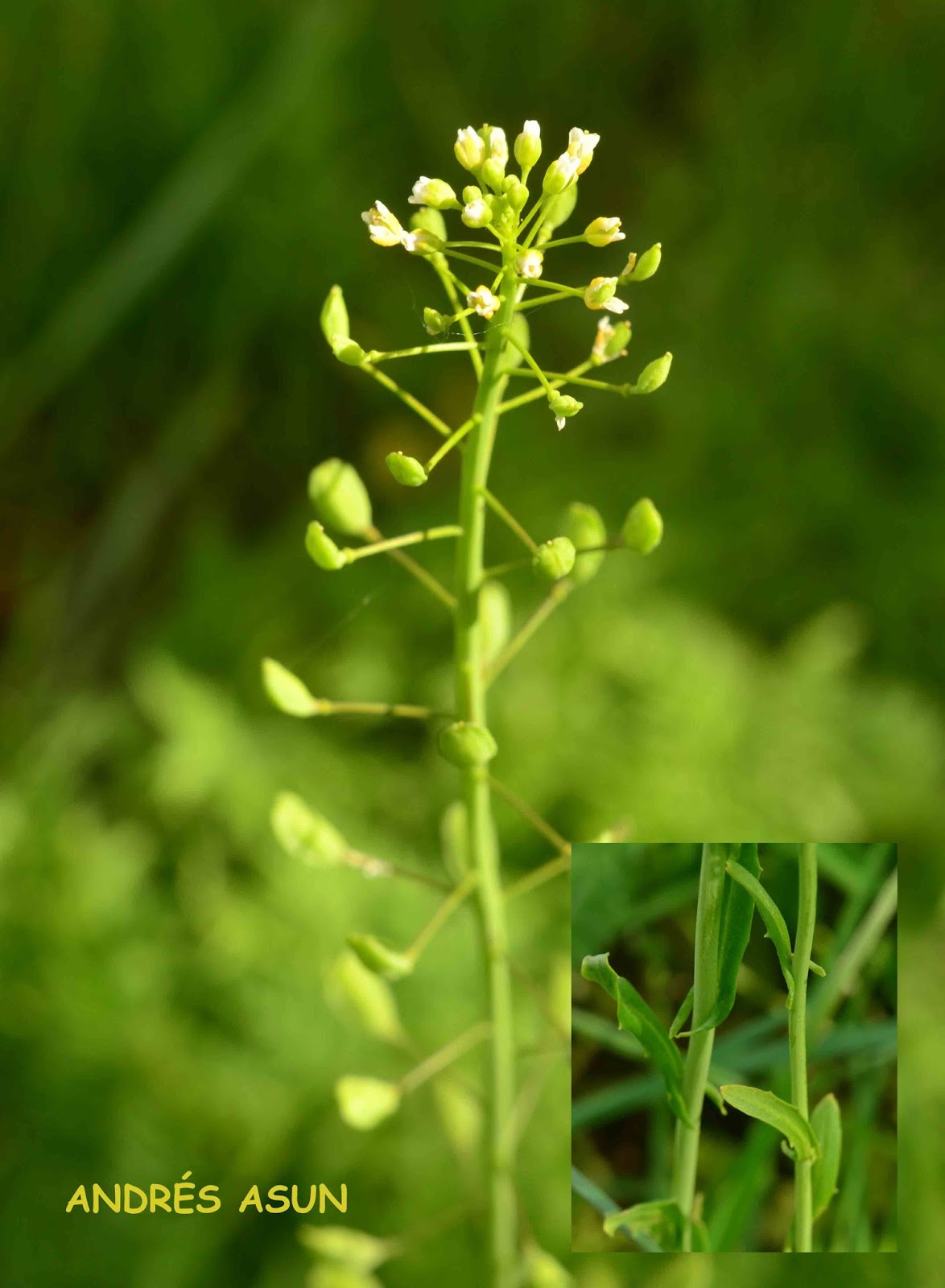 Flores silvestres de la Cordillera Cantábrica: CRUCIFERAS - Cruciferae