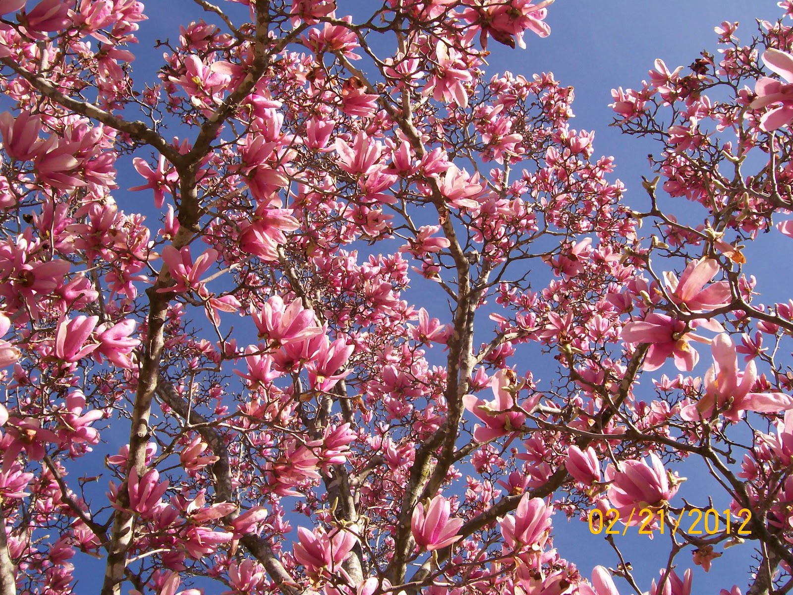 Rockhounding Around: My Tulip Magnolia is in bloom