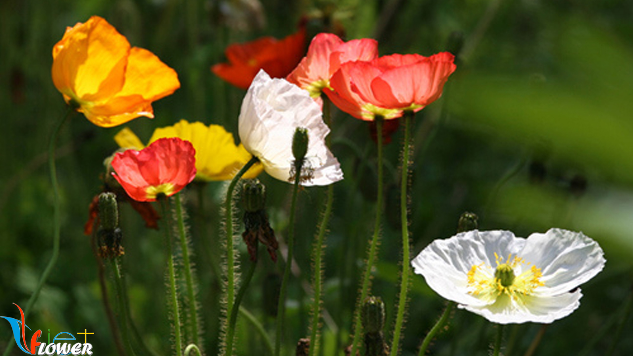 Sự tích hoa Poppy (Anh Túc) - Quinhon11