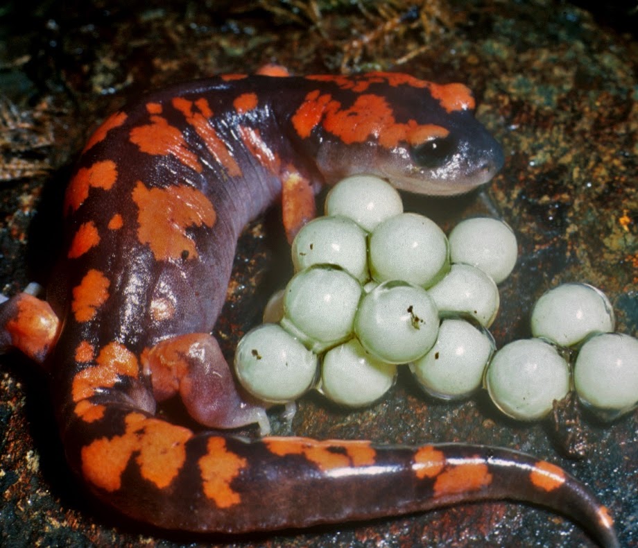 Español se escribe con eÑe: EL AÑO DE LA SALAMANDRA