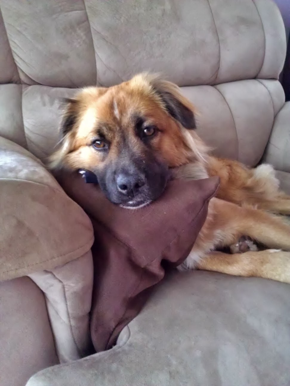 Rescue Me: The Road to Becoming the Crazy Dog Lady Part 1