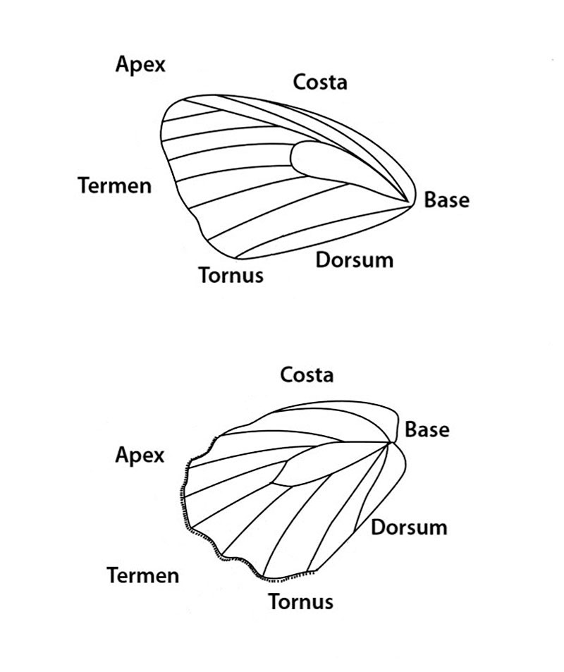 Butterflies of Singapore: Butterfly Anatomy