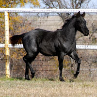 Roan River Ranch Quarter Horses: 2011 colts