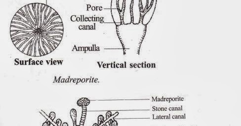 Biolearnspot: Water vascular system and locomotion in Echinoderms