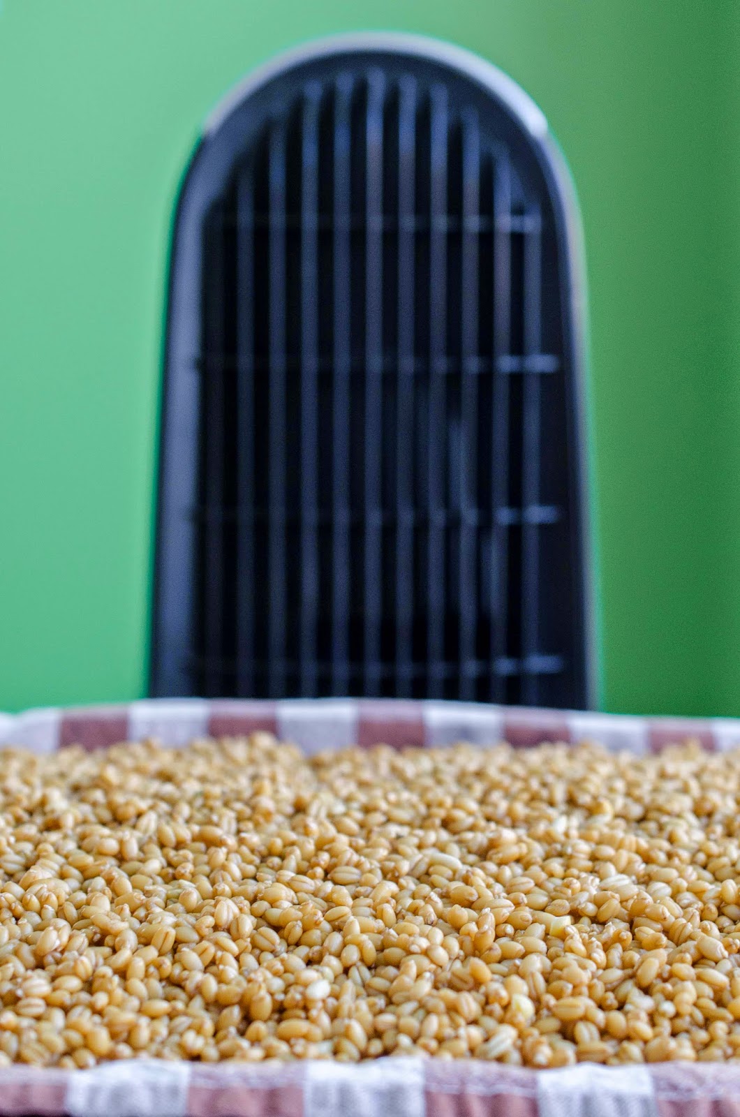 How To Sprout Wheat Berries to Make Your Own Sprouted Flour (Step-By ...